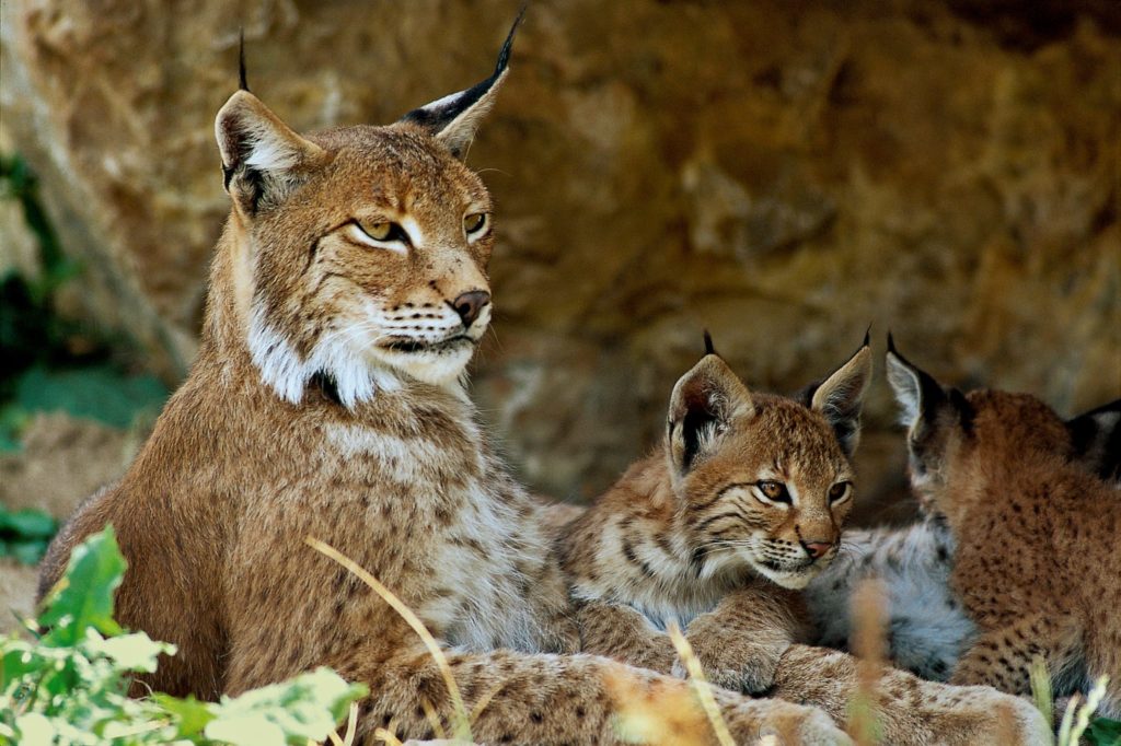 Lynx Jura, Lynx Boréal dans le Jura - Jura Tourisme
