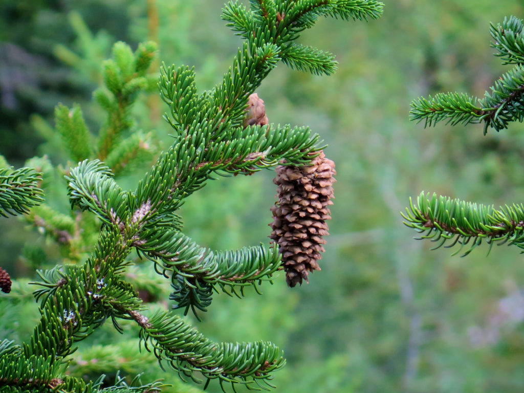 Sapin épicéa Jura, bois d’épicéa, épicéa Sapin Noel - Jura Tourisme